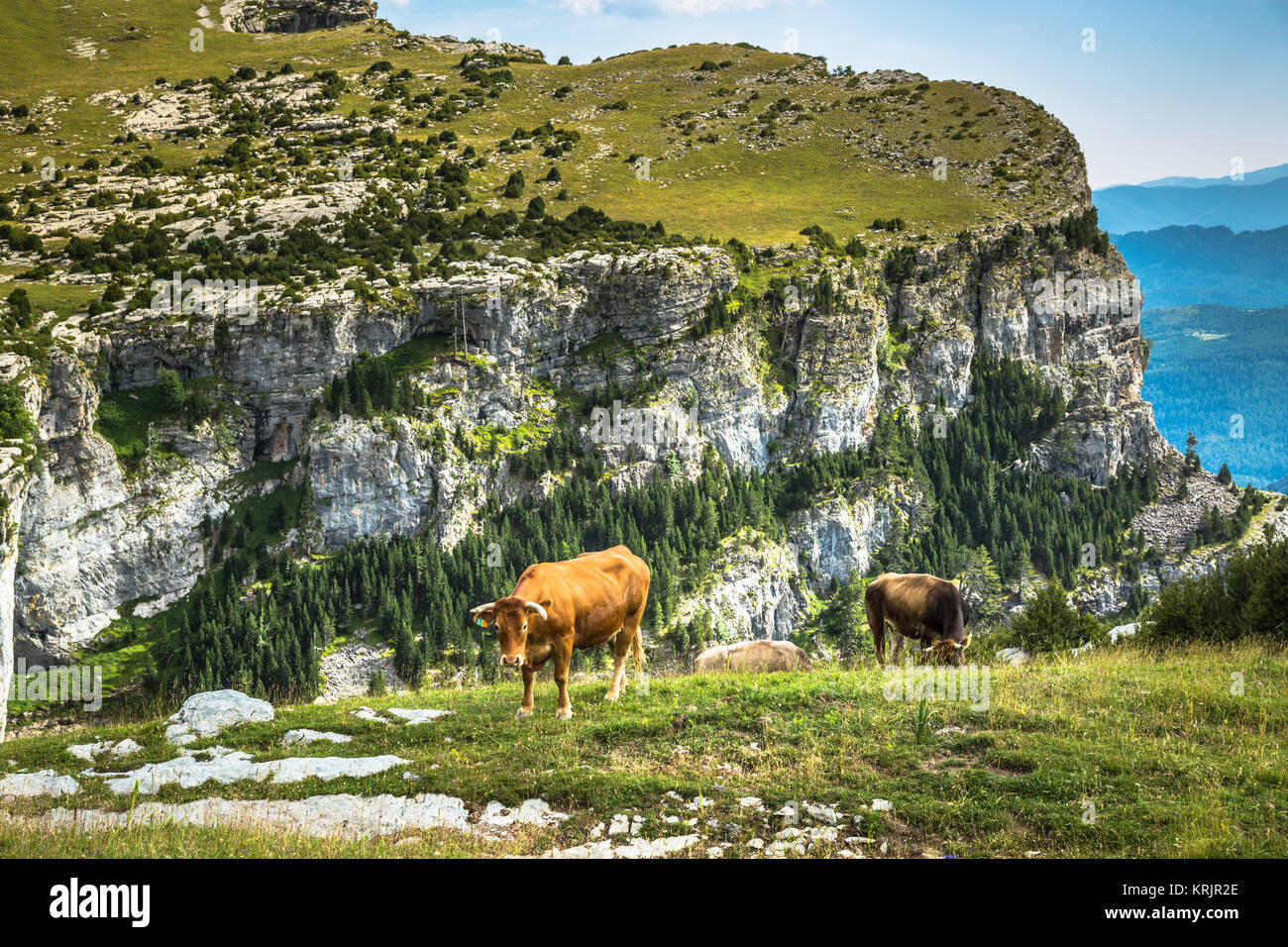Cows in the mountains - pyrenees,Spain Stock Photo - Alamy