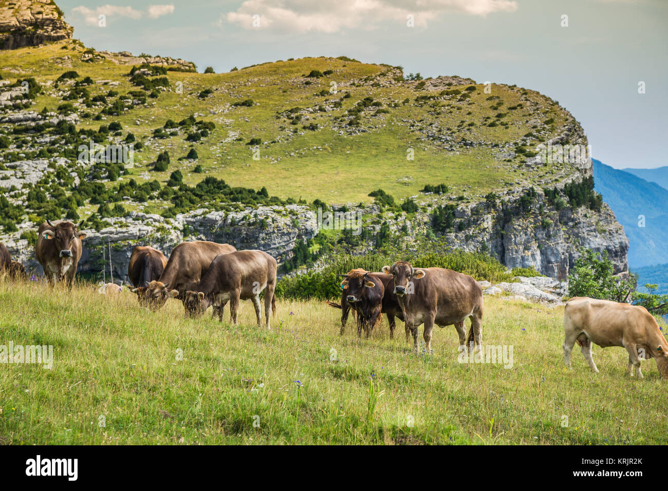 Cows in the mountains - pyrenees,Spain Stock Photo - Alamy
