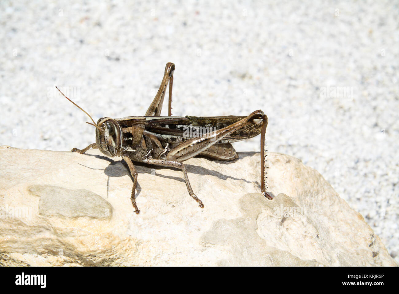 Cricket catcher hi-res stock photography and images - Alamy