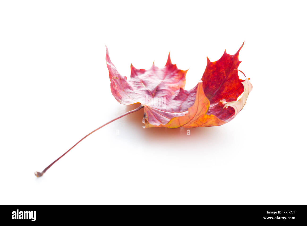 Fall leaf cut out hi-res stock photography and images - Alamy