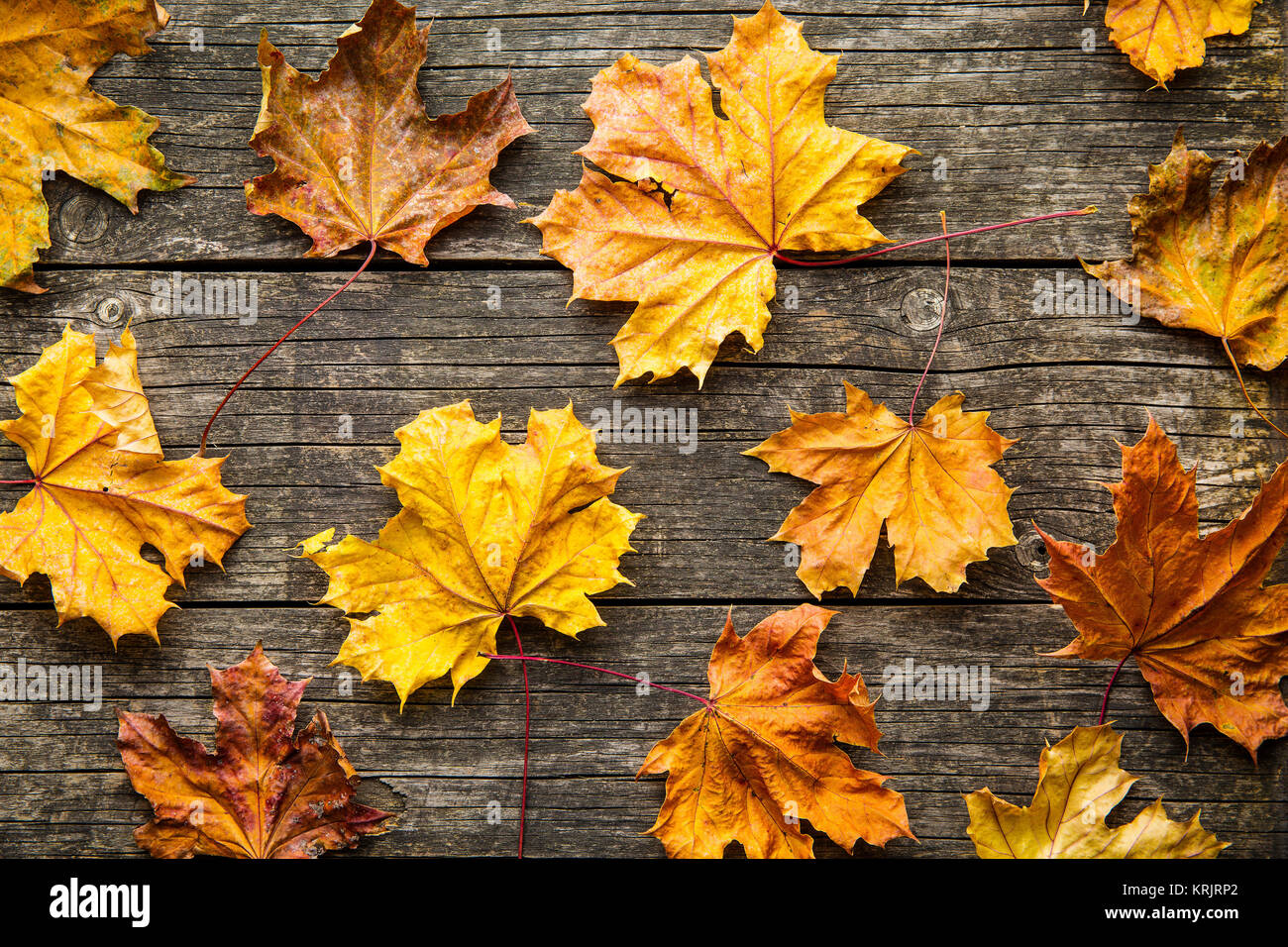 Colorful autumn leaves Stock Photo - Alamy