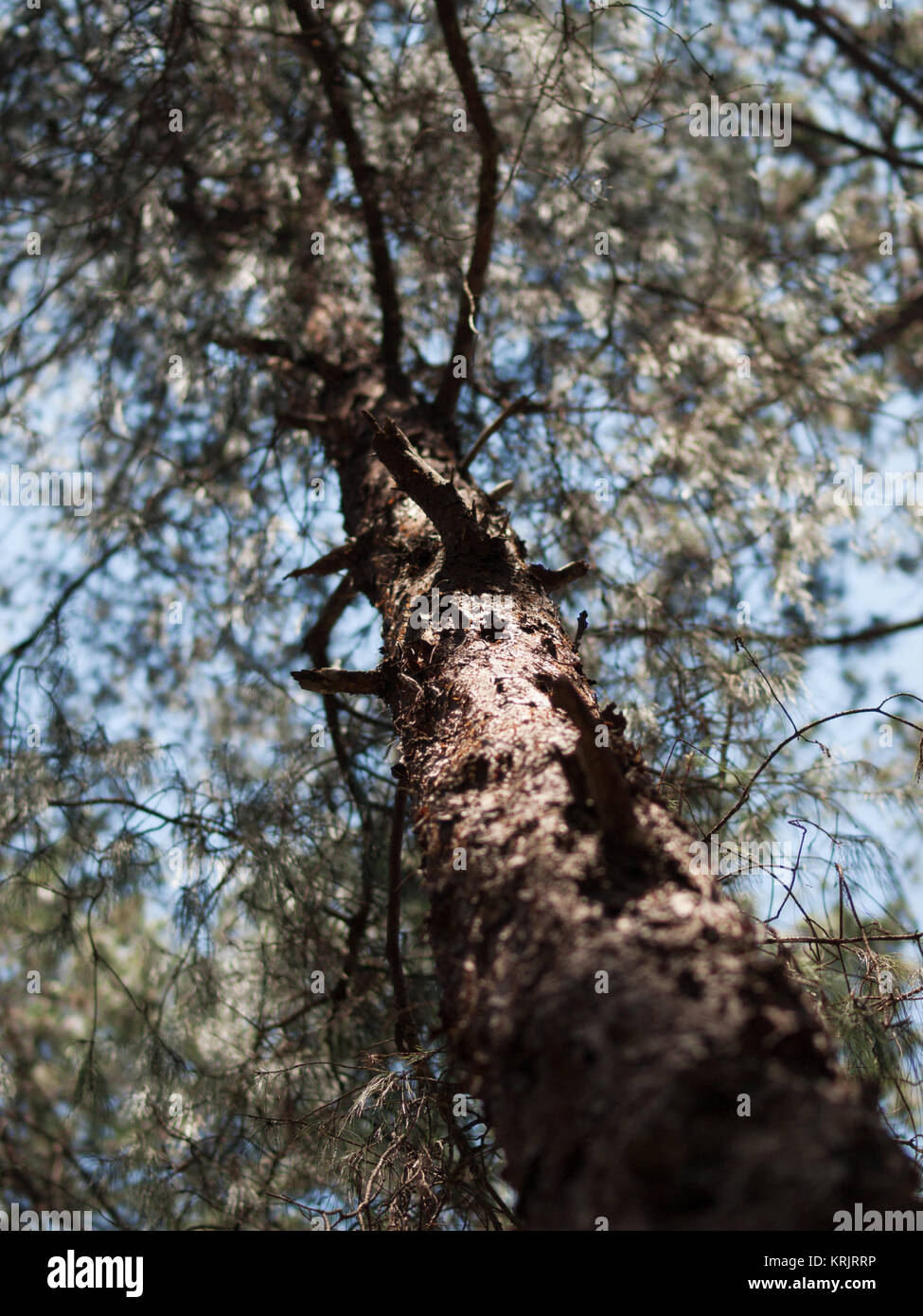UPWARD VIEW OF TREE Stock Photo - Alamy