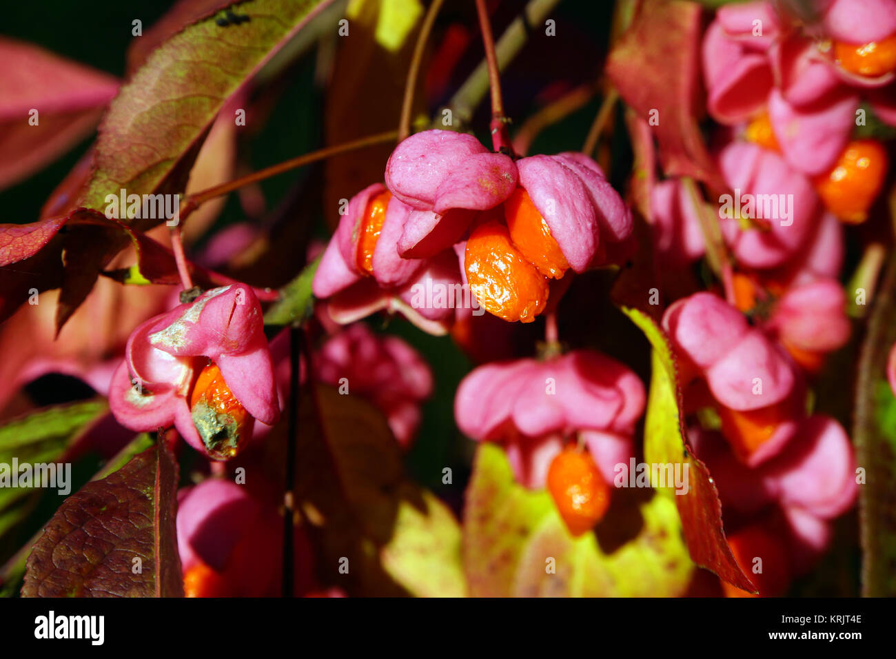 ripe fruit of the spindle tree (euonymus europaeus Stock Photo - Alamy