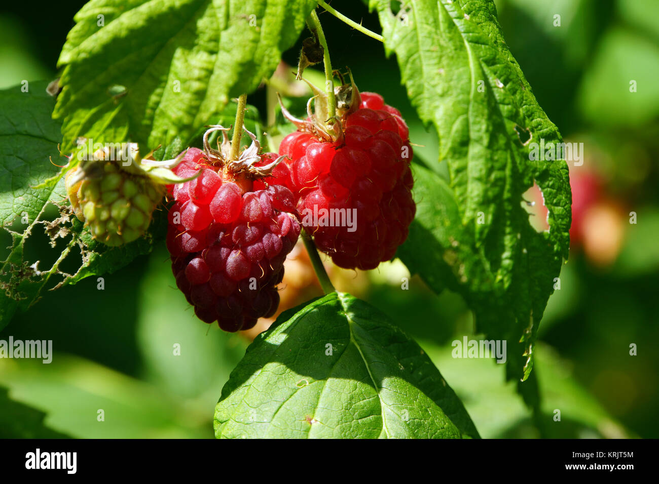 ripe raspberry (rubus idaeus) on the bush Stock Photo - Alamy