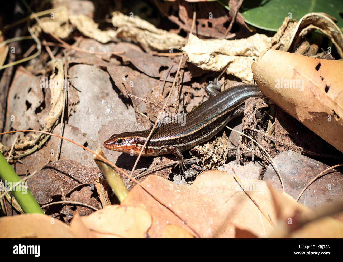 coal skink,usa,florida,southeastern five lined skink Stock Photo - Alamy