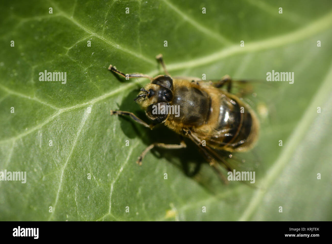 bee in ivy Stock Photo - Alamy