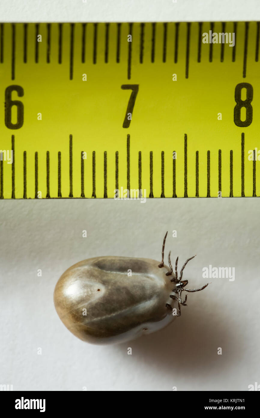 A tick facing upside down on white pad next to a yellow meter showing ...