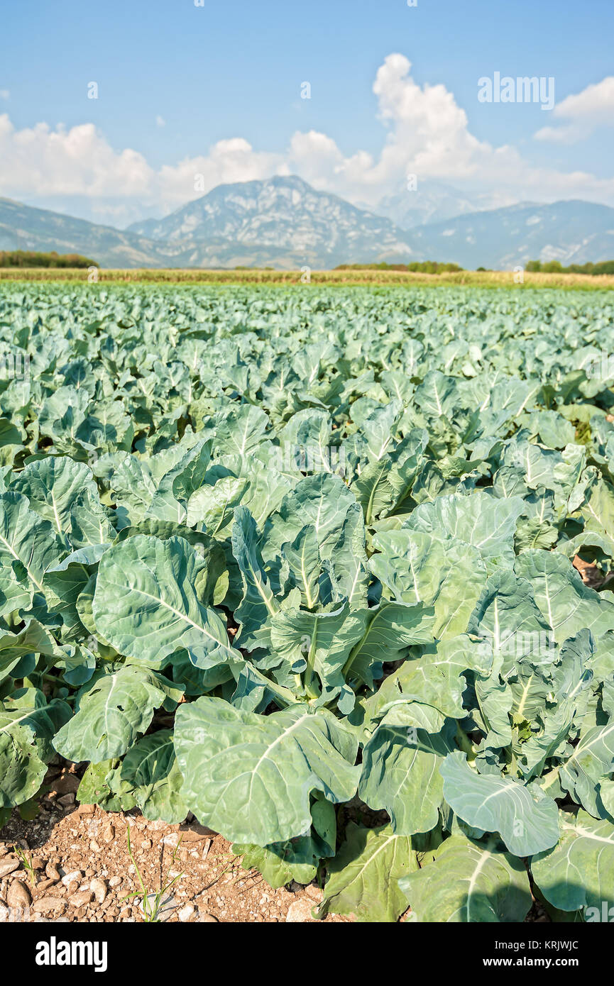 Great field of broccoli on a summer day Stock Photo - Alamy