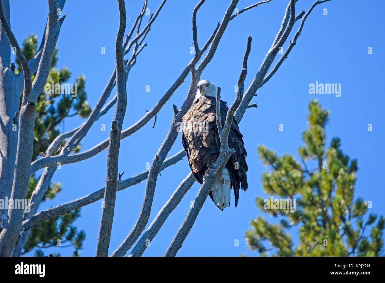 Bald Eagle in Dead Tree Stock Photo - Alamy