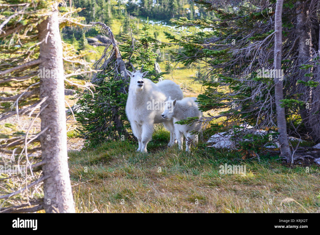Mother and Baby Mountain Goats in a Shaded Glen Stock Photo - Alamy