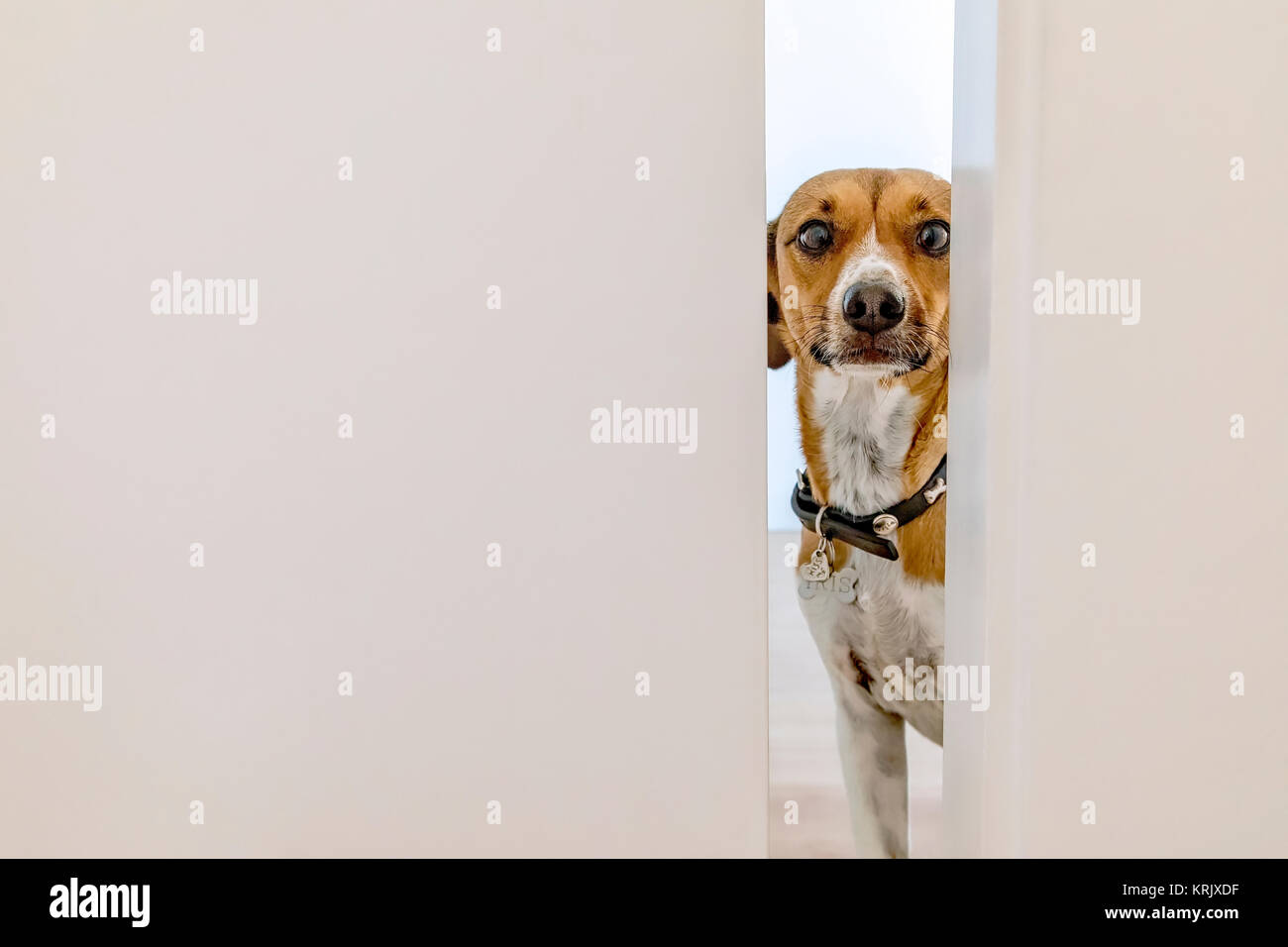 Dog looking at the camera inside the house hi-res stock photography and ...