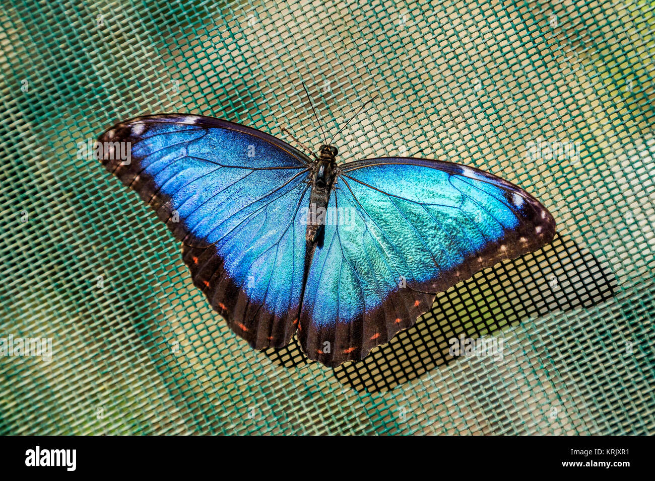 Blue morpho butterfly wing hi-res stock photography and images - Alamy