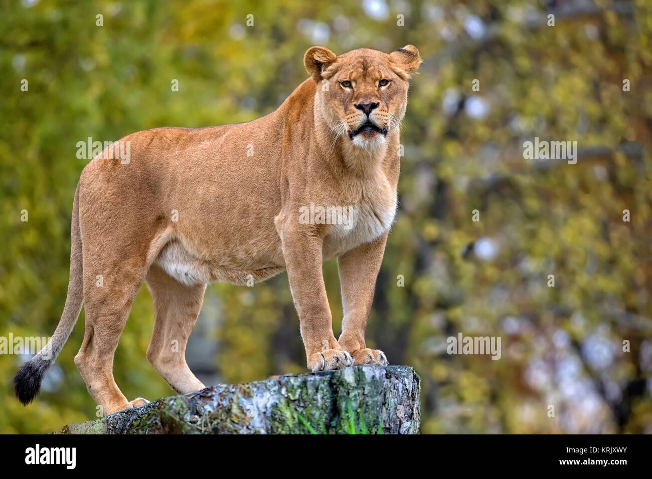 Lioness in the wild Stock Photo - Alamy