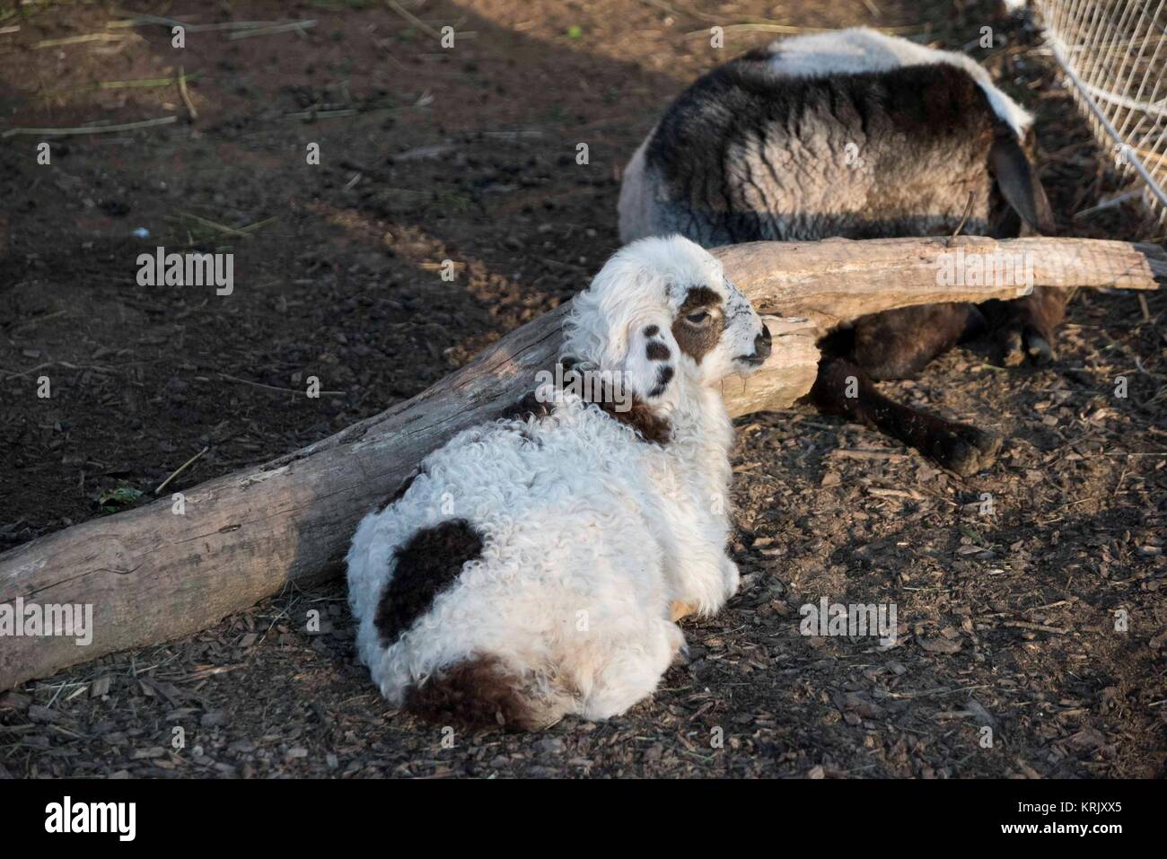 The portrait of sheep farming outdoor Stock Photo - Alamy
