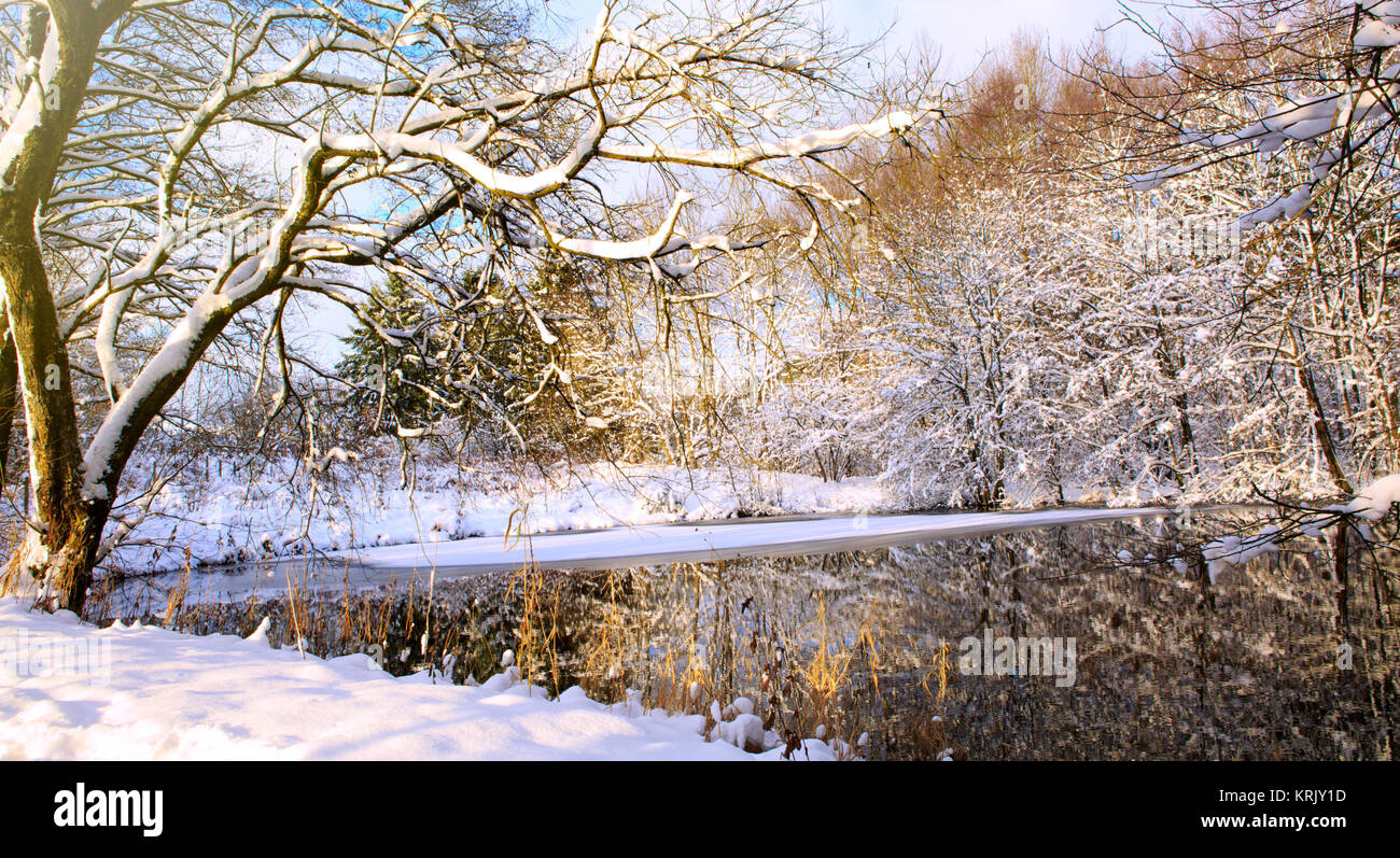 Frosty tree in the winter scenery . Winter landscape of frozen trees ...
