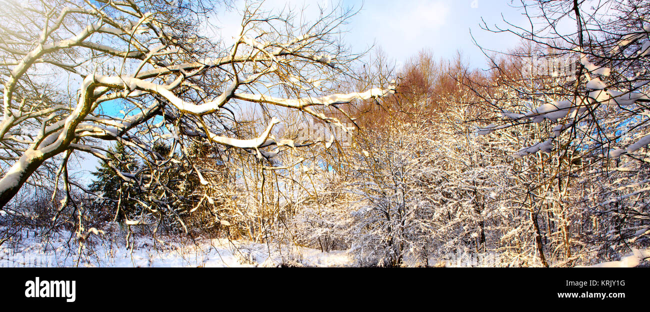 Frosty tree in the winter scenery . Winter landscape of frozen trees ...