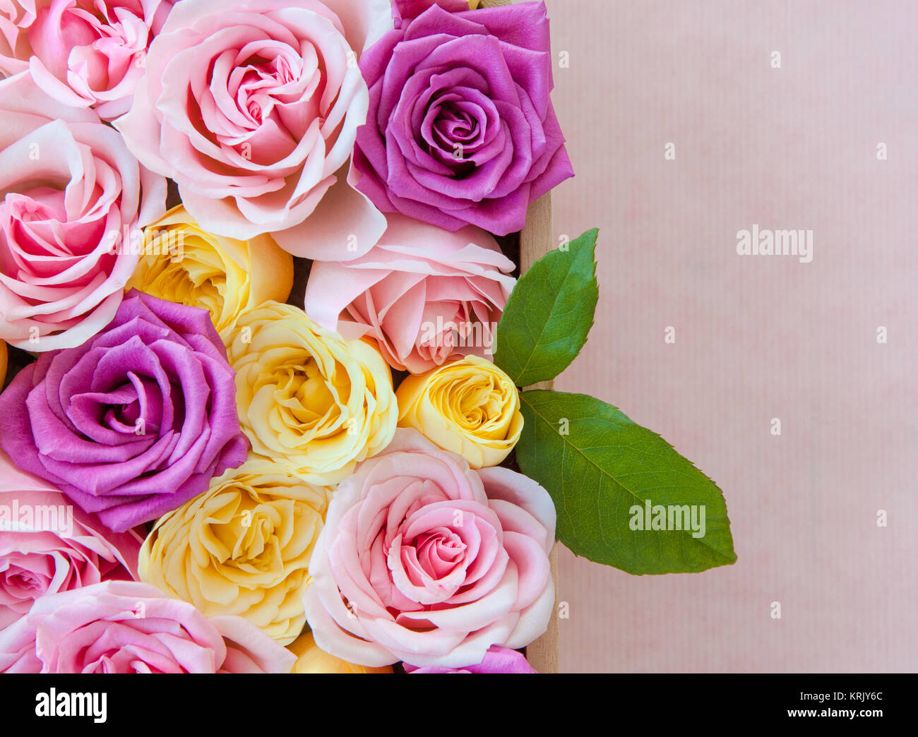 colorful roses as background Stock Photo - Alamy