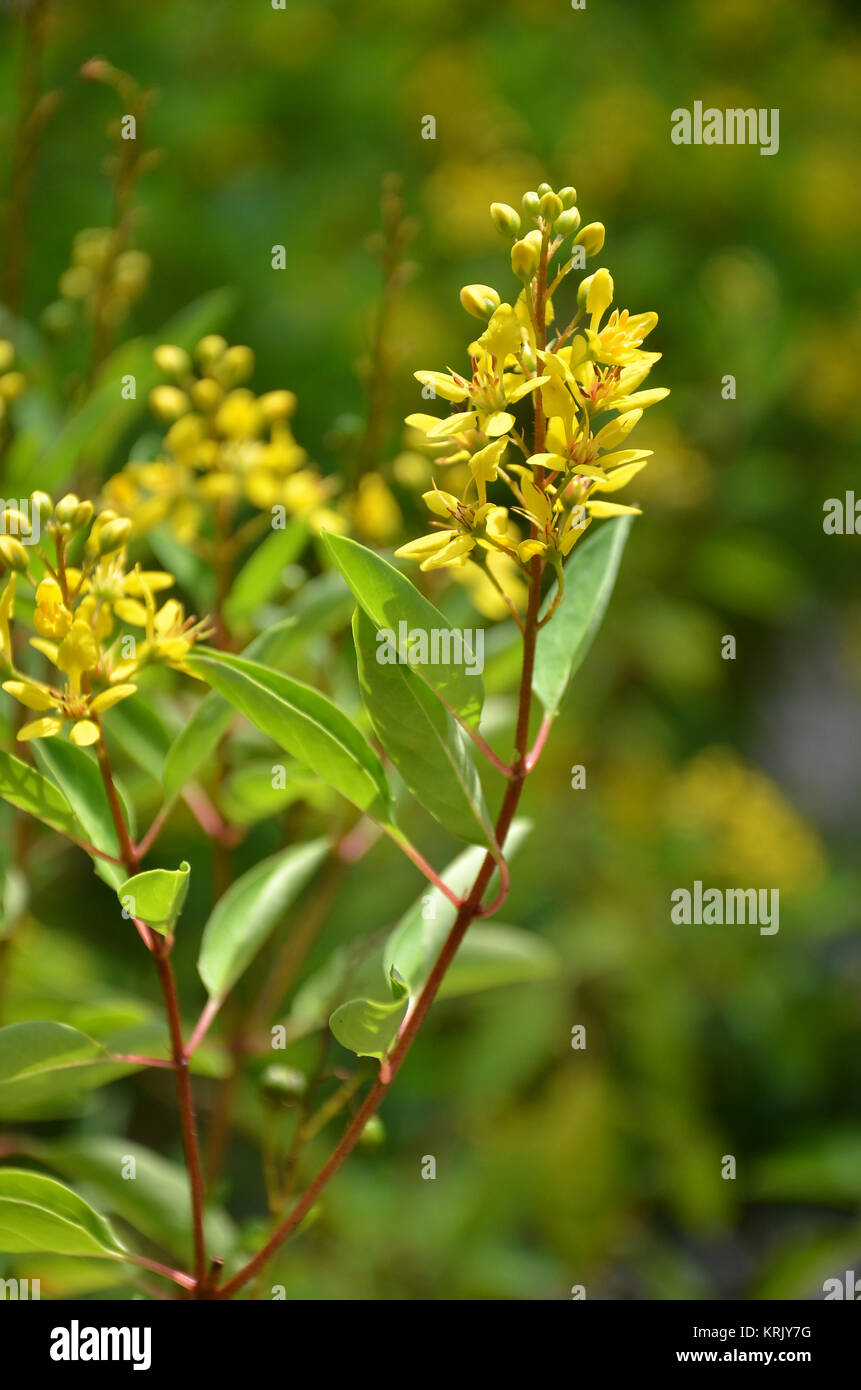 Thryallis are blooming with little golden flower Stock Photo - Alamy