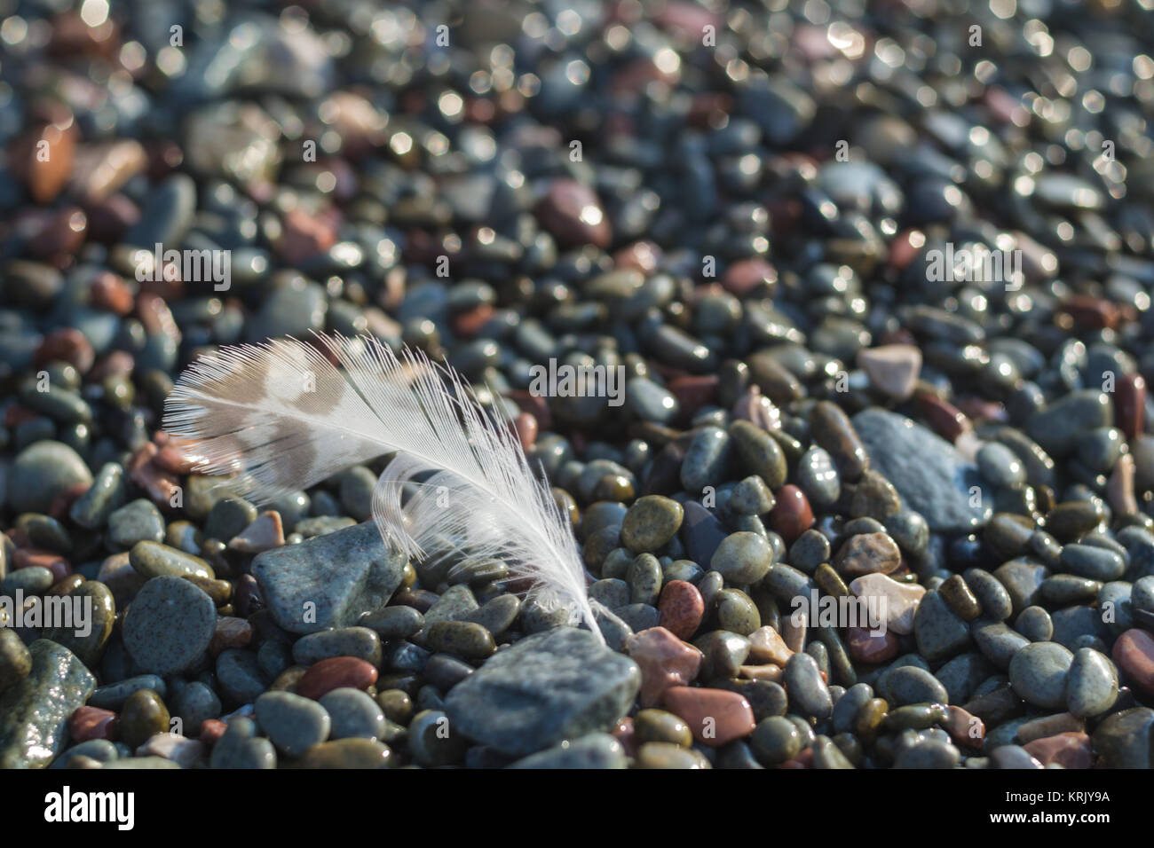 Feather on the beach Stock Photo - Alamy