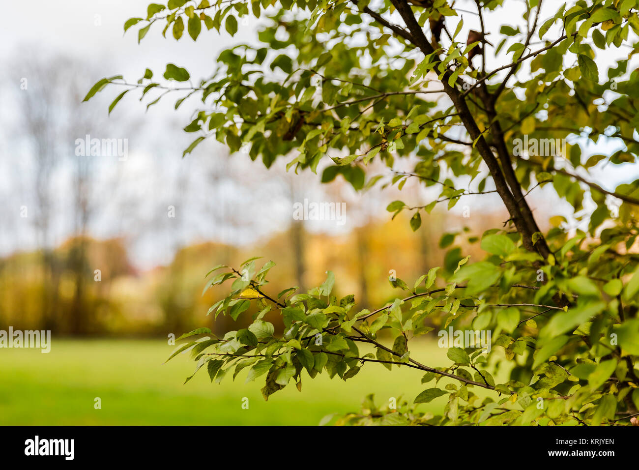deciduous tree in autumn Stock Photo - Alamy