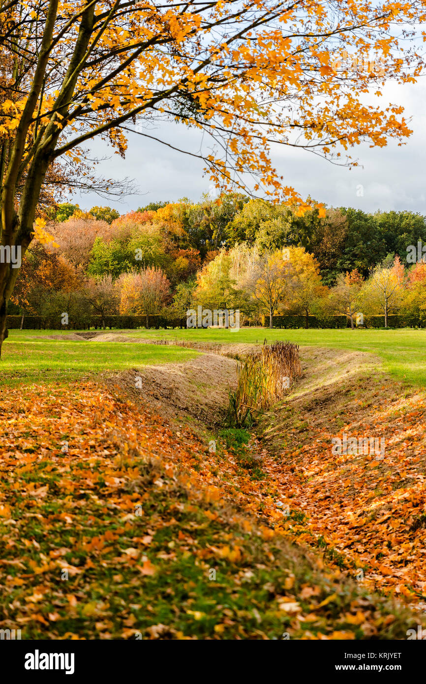 deciduous trees with autumn colors Stock Photo - Alamy