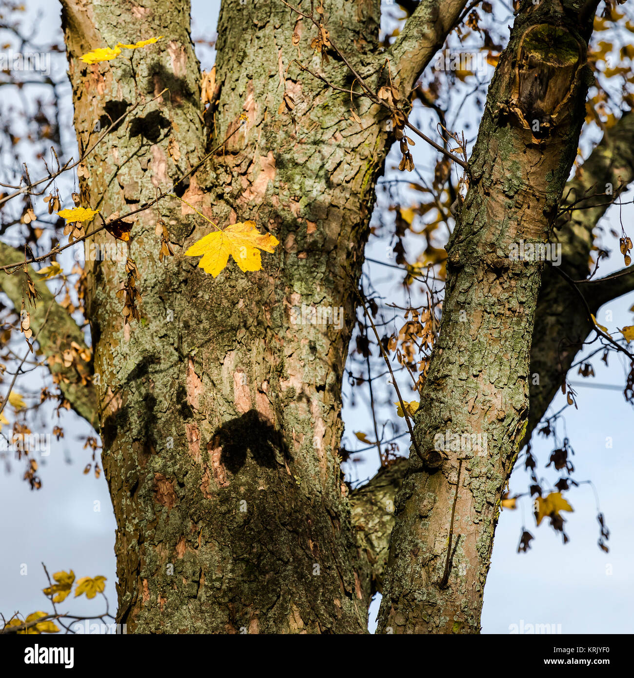 Laubschatten hi-res stock photography and images - Alamy