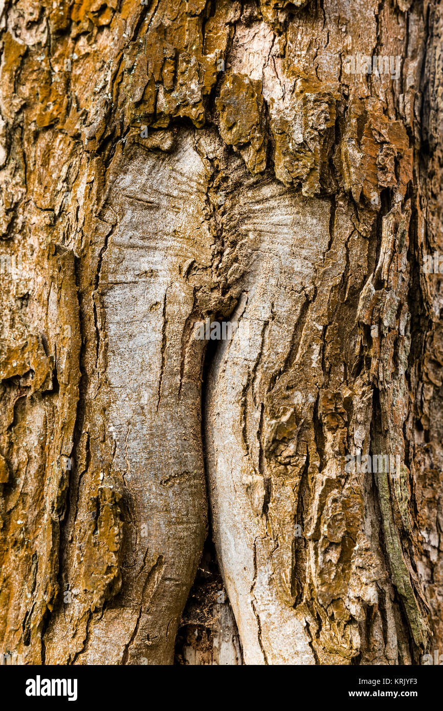 Baumnarbe hi-res stock photography and images - Alamy