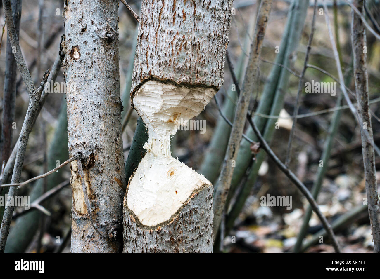 Tree destroyed by beavers hi-res stock photography and images - Alamy