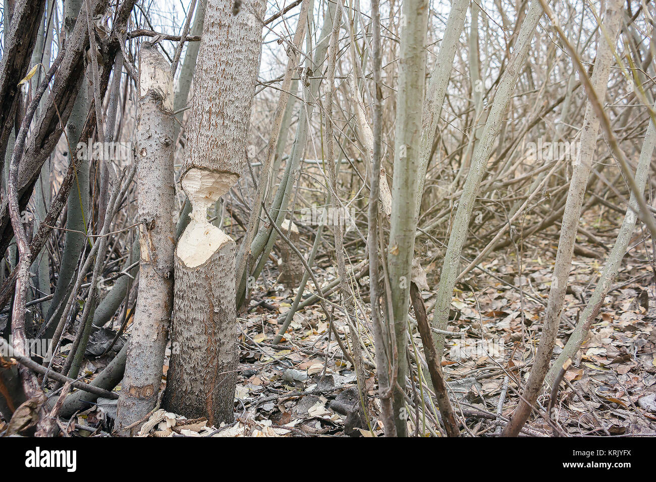 Tree destroyed by beavers hi-res stock photography and images - Alamy