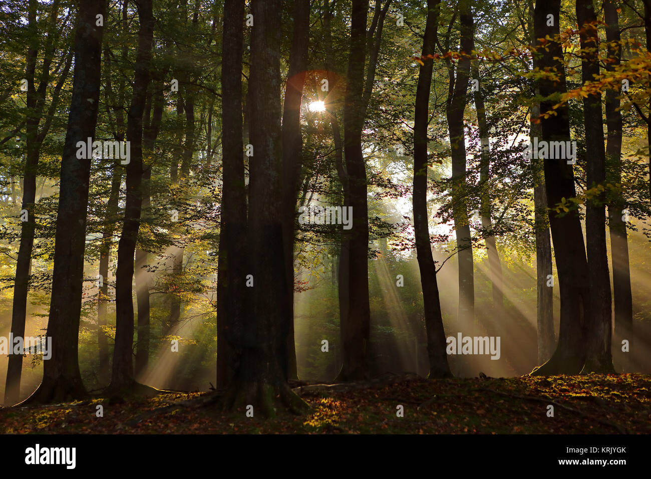 forest at sunrise Stock Photo - Alamy