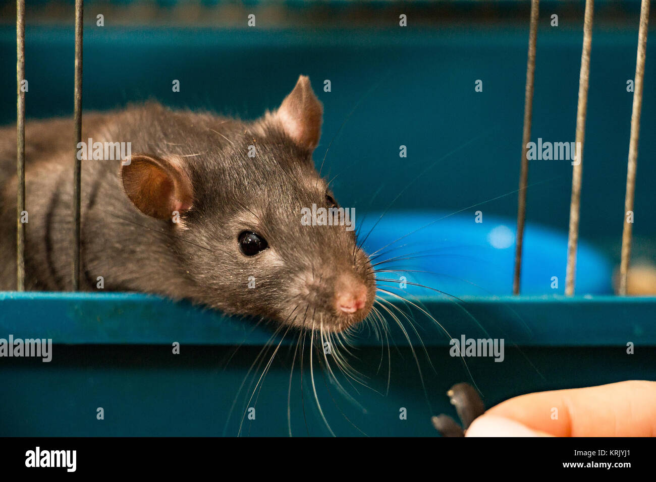 Gray-colored domestic rat Stock Photo - Alamy