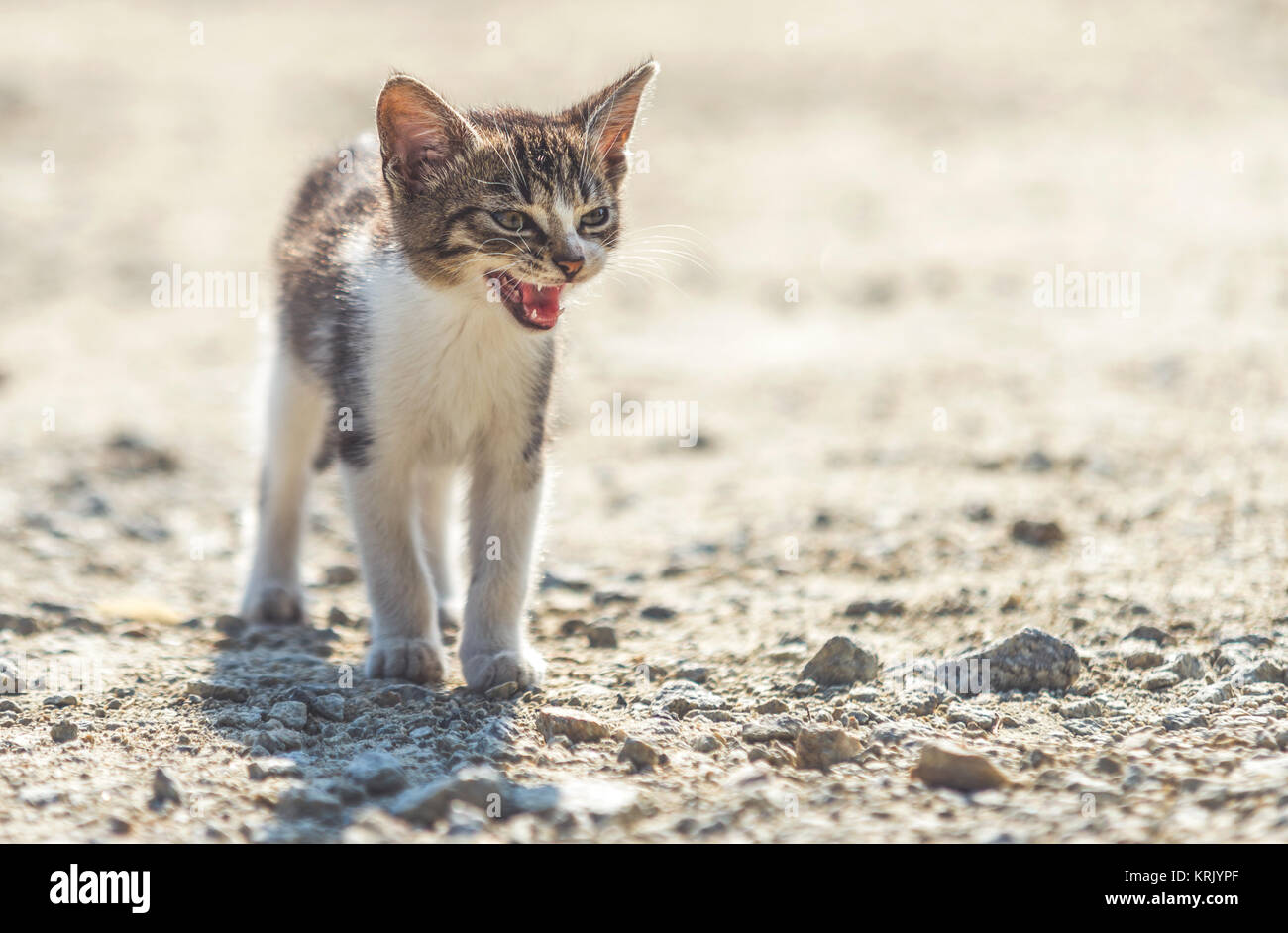 close up on cute homeless cat on street Stock Photo - Alamy