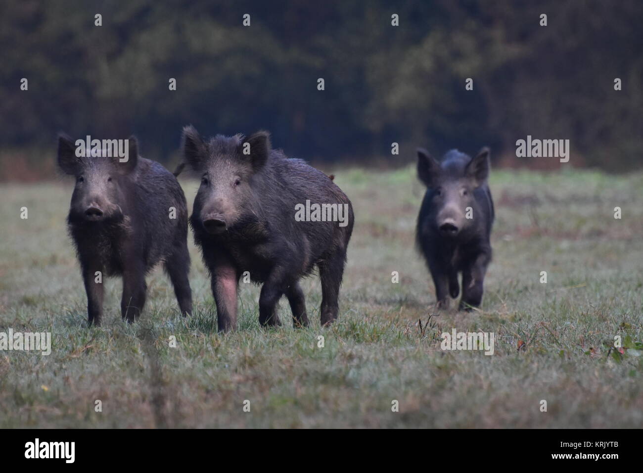 Mammal wild boar pig hi-res stock photography and images - Alamy