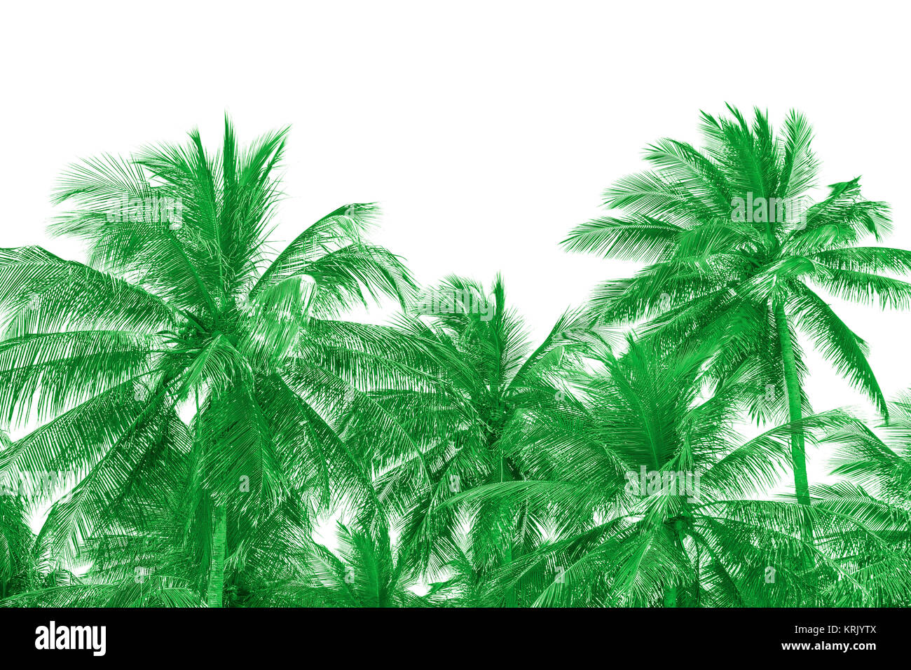 Isolated Palm Trees Stock Photo - Alamy Isolated Palm Trees Stock Photo - Alamy