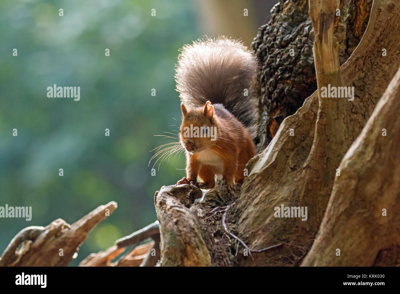 Red Squirrel Backlit Stock Photo - Alamy