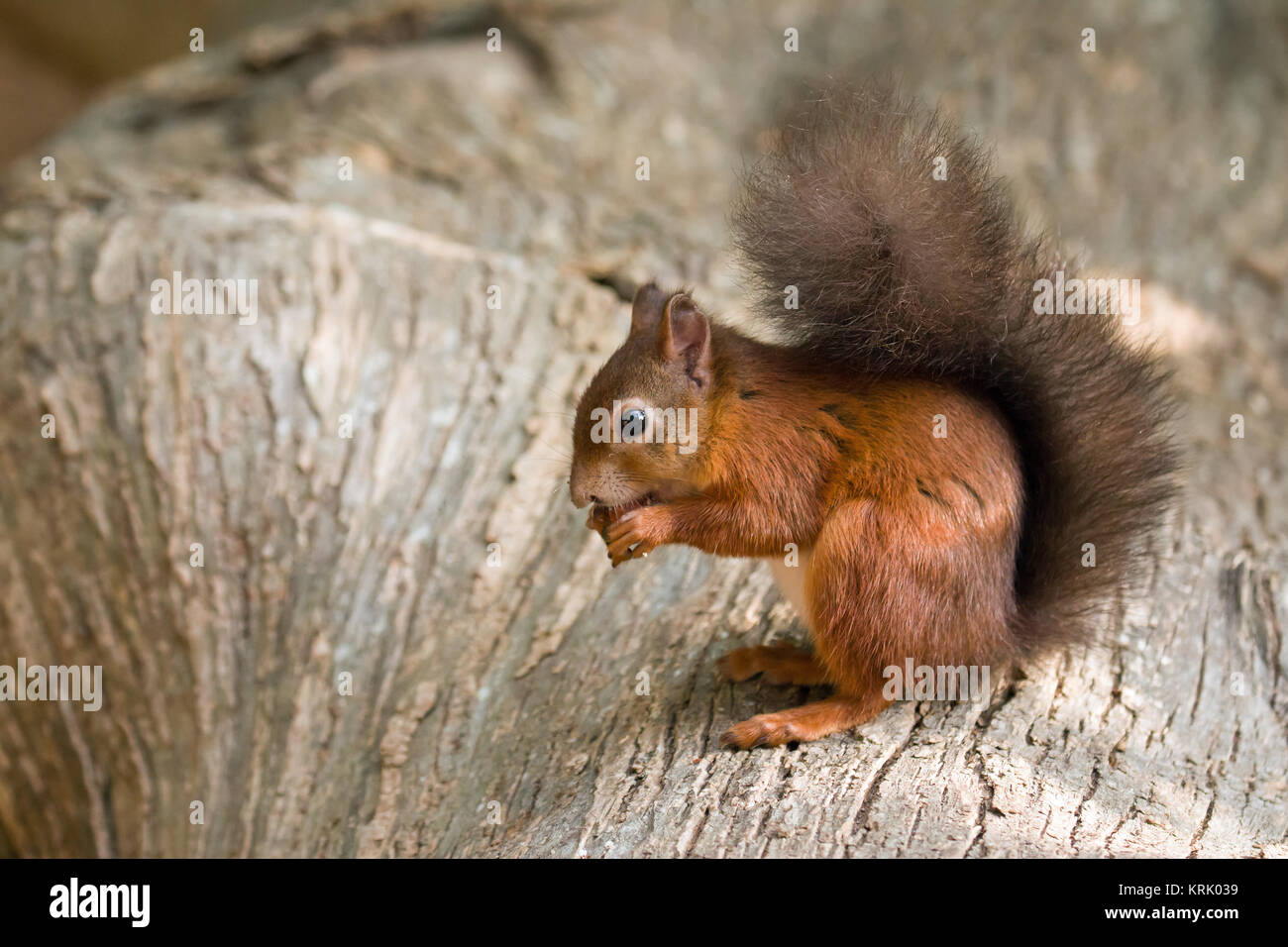 Protected log hi-res stock photography and images - Alamy