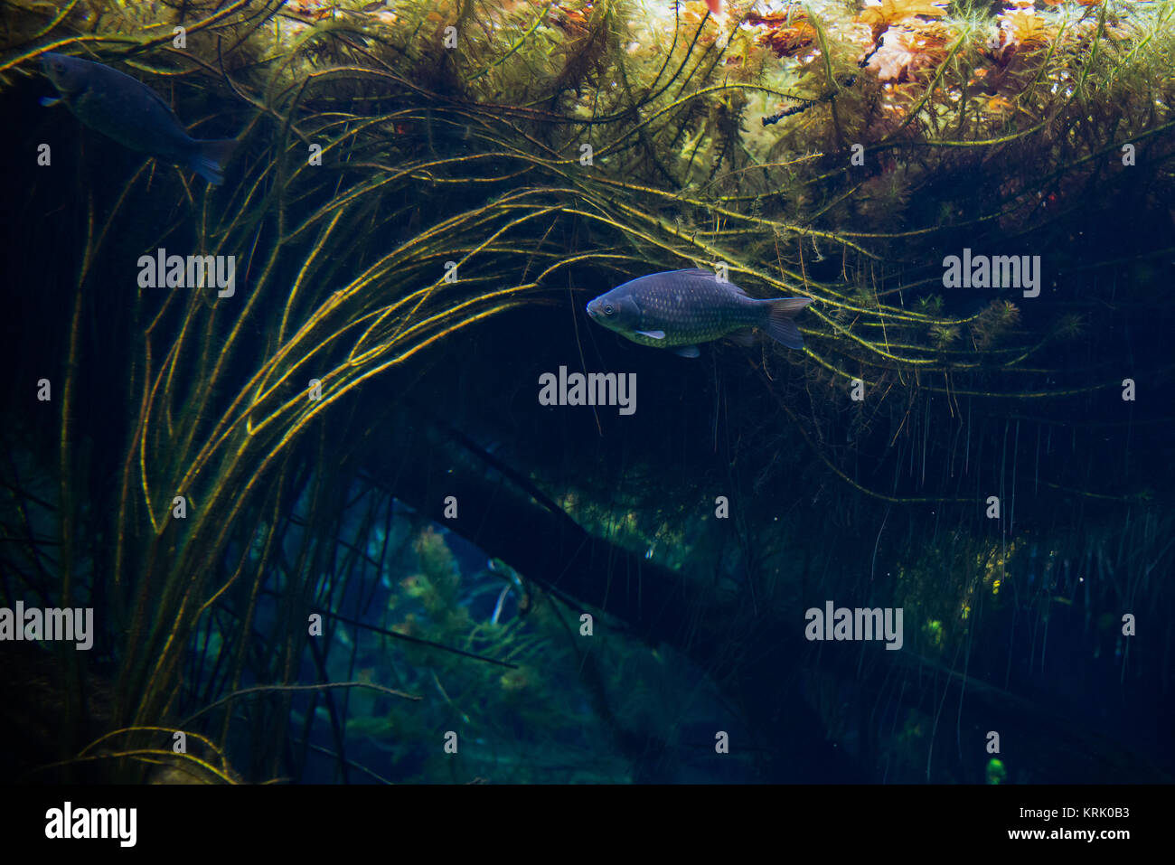 wild common carp (cyprinus carpio) in natural lake Stock Photo - Alamy