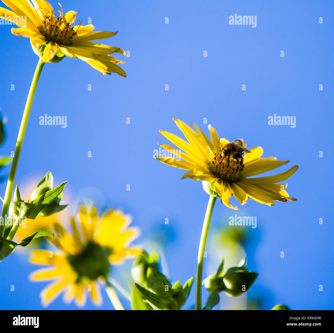 bees hovering and sitting on flower against blue sky Stock Photo - Alamy