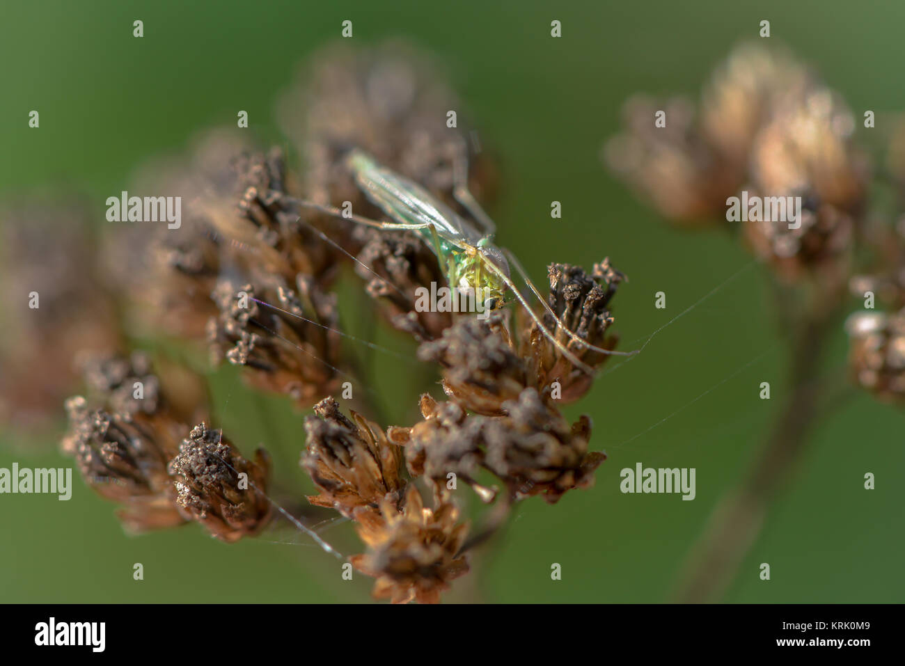 caddis on dried-flower Stock Photo - Alamy