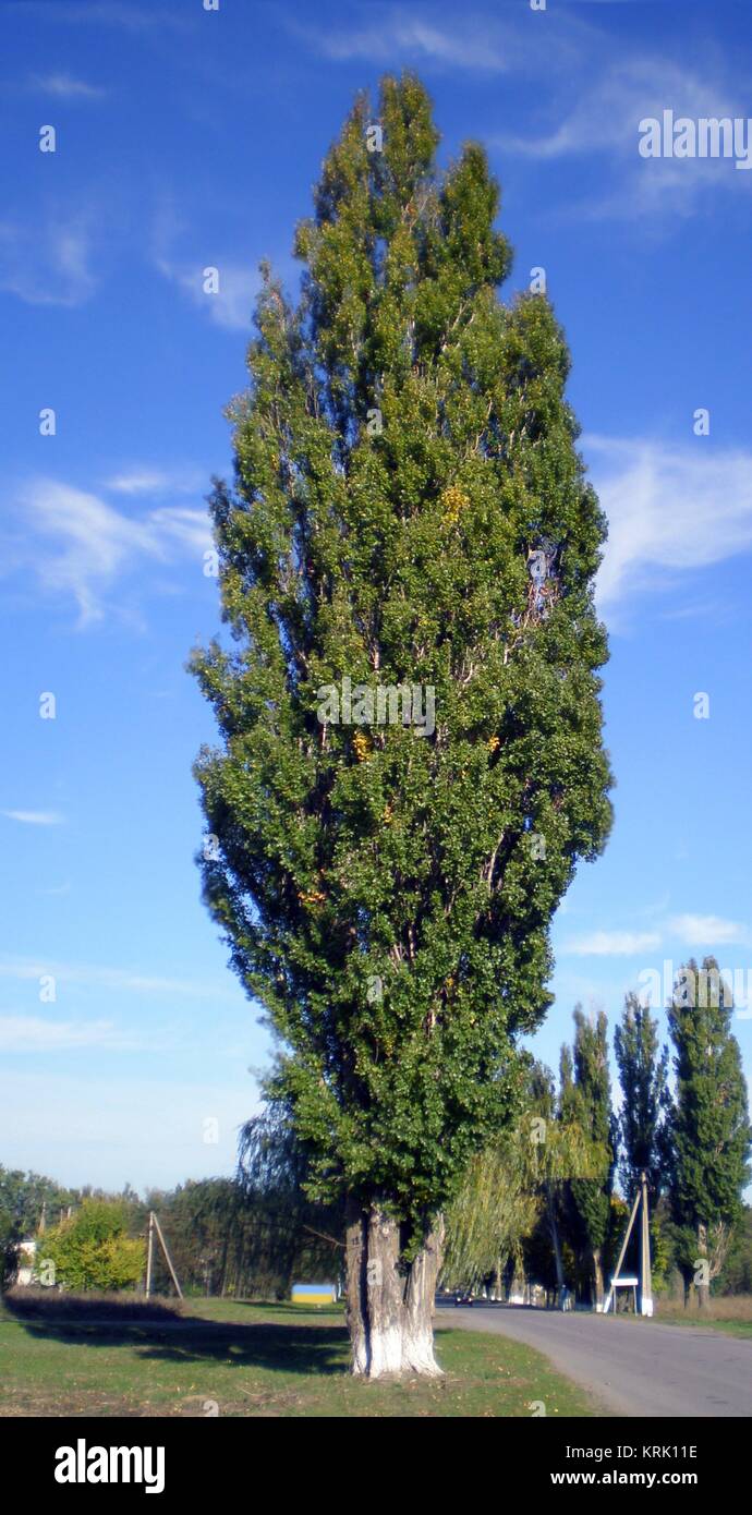 Green poplar on the sky background Stock Photo - Alamy