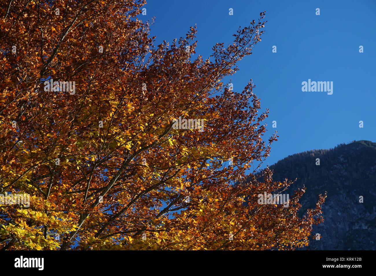 autumn,trees,deciduous trees,deciduous tree,gold,yellow,leaves,autumn ...