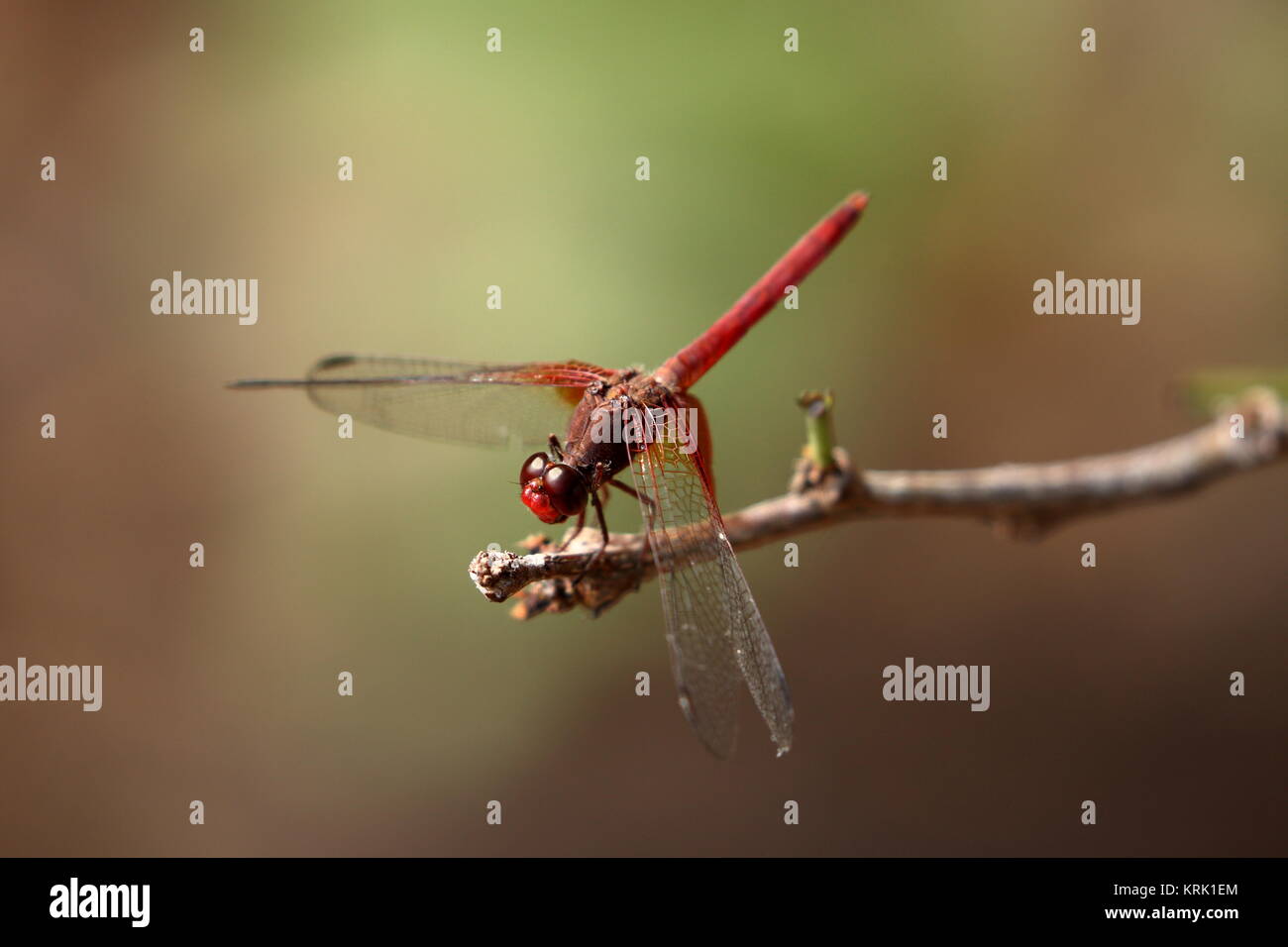 Wanderlibelle hi-res stock photography and images - Alamy