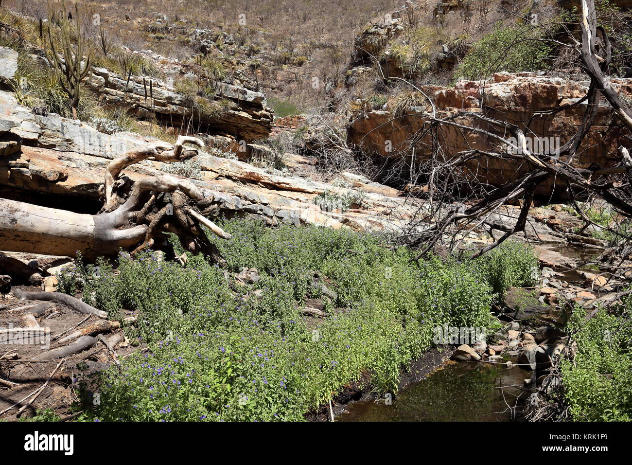 the landscape of the caatinga in brazil Stock Photo - Alamy
