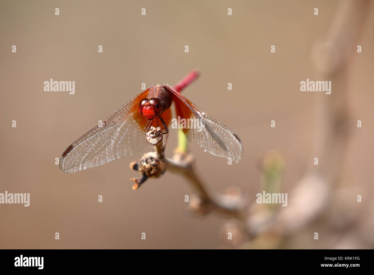 Big red dragonfly hi-res stock photography and images - Alamy