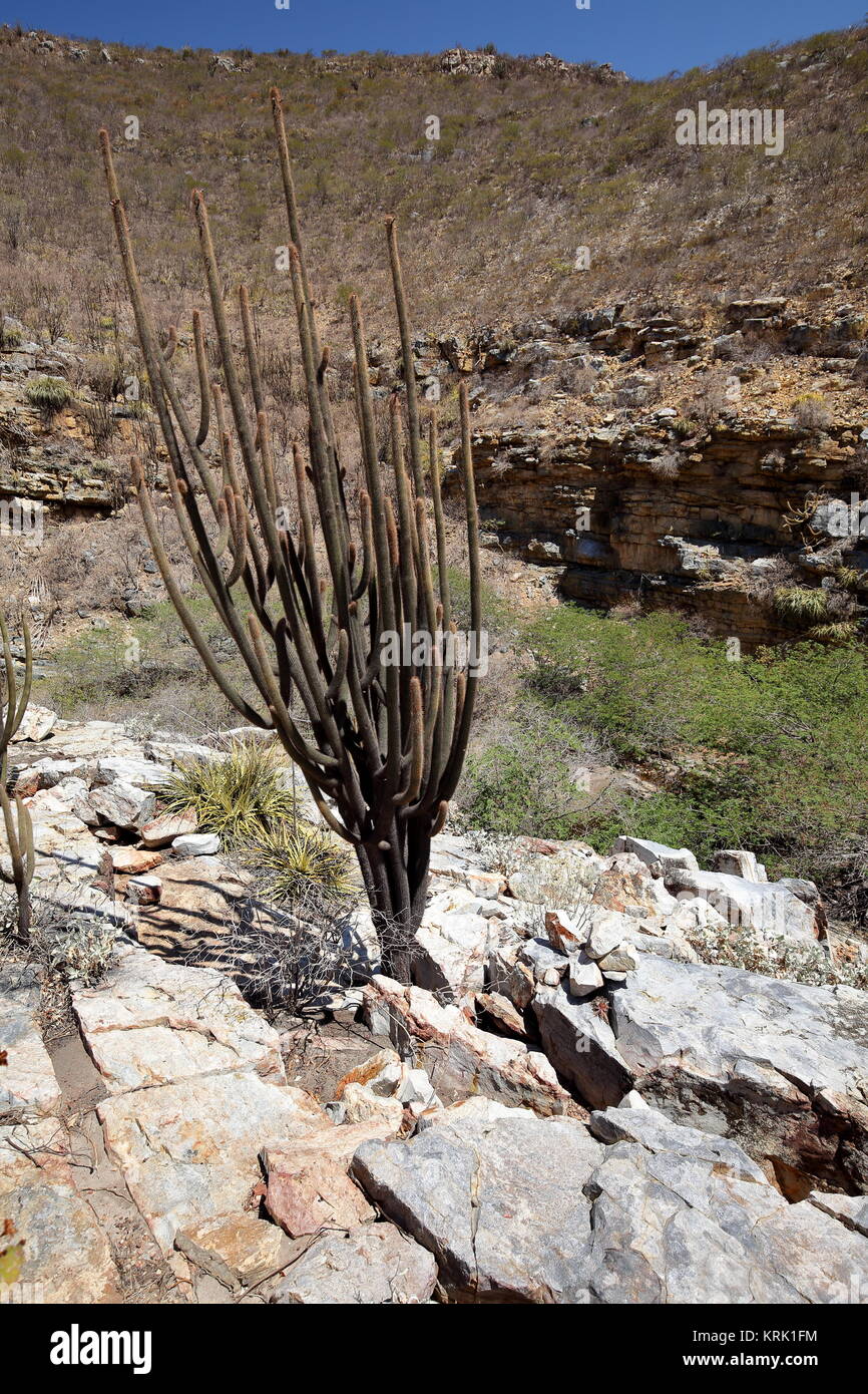 the landscape of the caatinga in brazil Stock Photo - Alamy