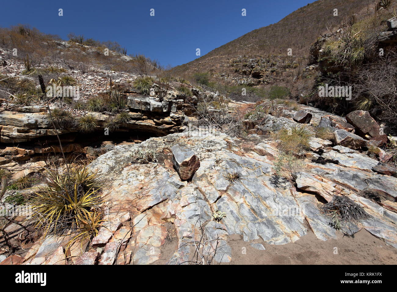 the landscape of the caatinga in brazil Stock Photo - Alamy