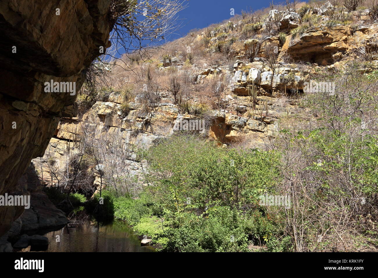the landscape of the caatinga in brazil Stock Photo - Alamy