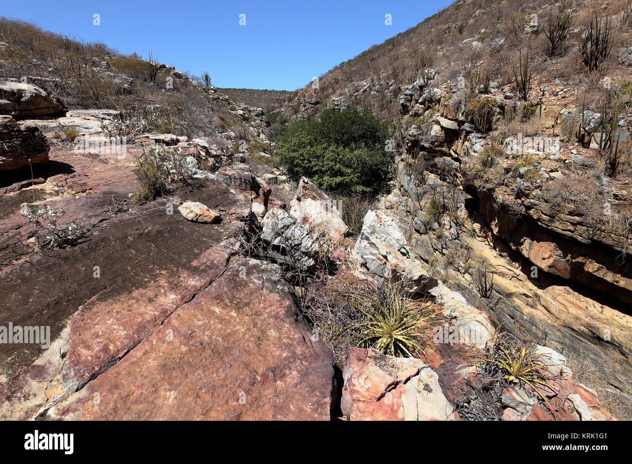 the landscape of the caatinga in brazil Stock Photo - Alamy
