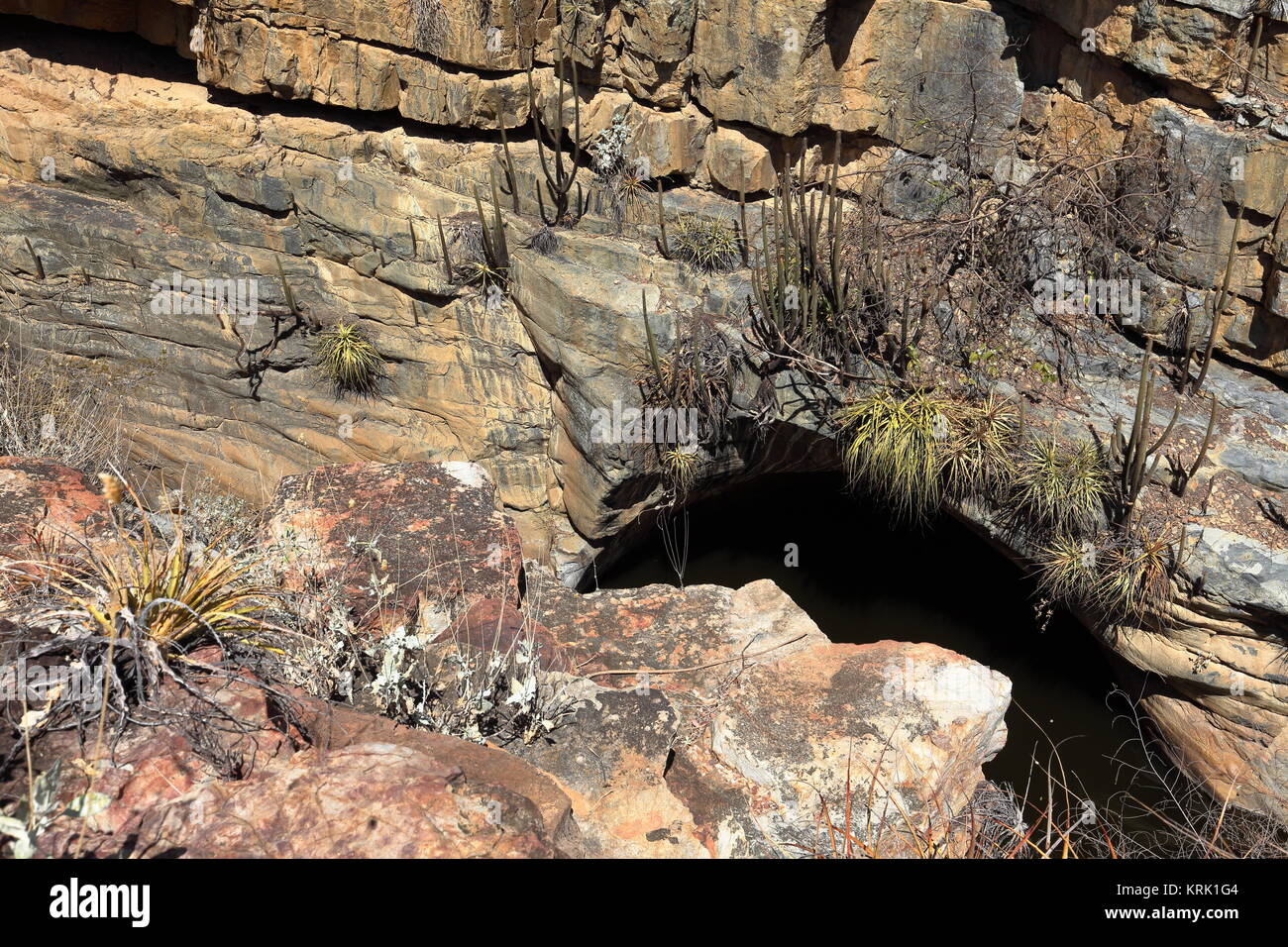 the landscape of the caatinga in brazil Stock Photo - Alamy