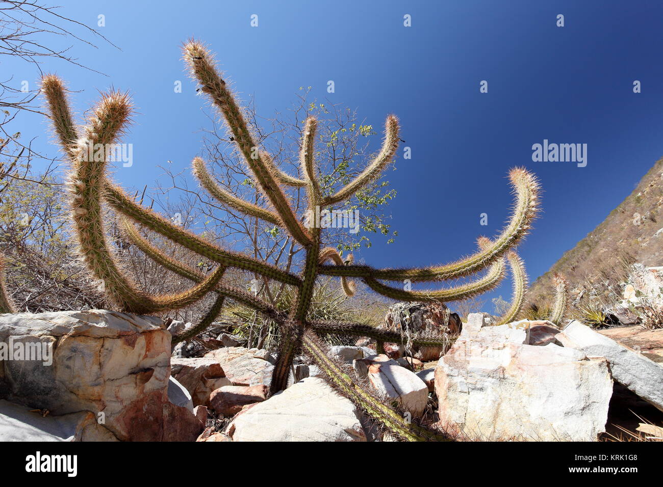 cactuses in the caatinga in brazil Stock Photo - Alamy
